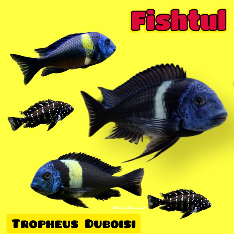 Jual Cichlid Tropheus Duboisi | Shopee Indonesia