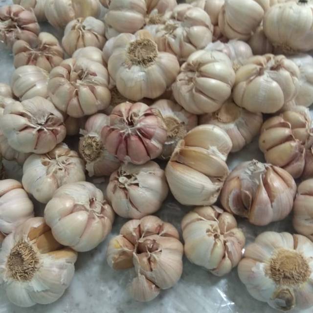 Jual Bawang Kating (1kg) | Shopee Indonesia