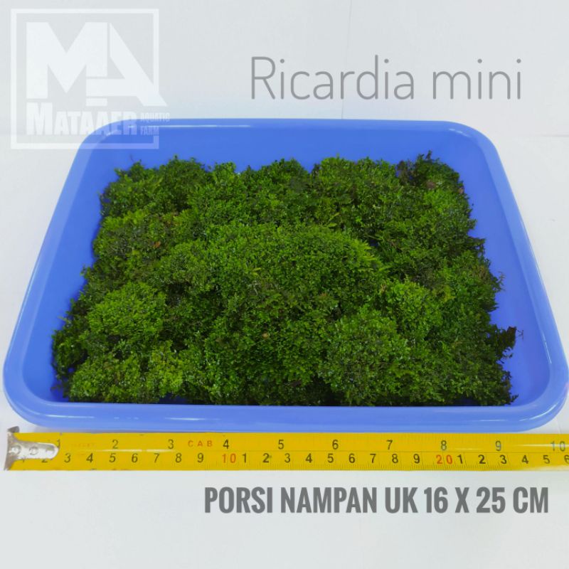 Jual Moss Ricardia mini full air porsi nampan 16x25cm moss aquascape ...