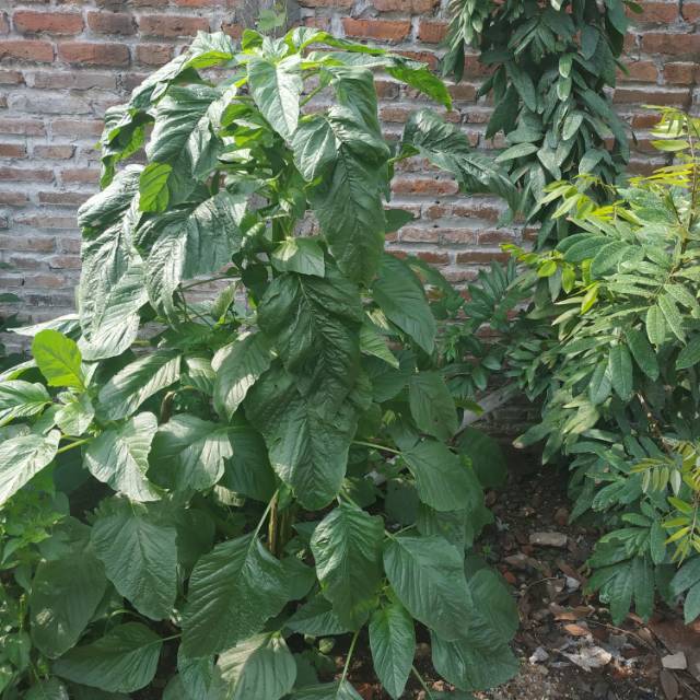 Jual Benih bayam raja / bayam petik | Shopee Indonesia