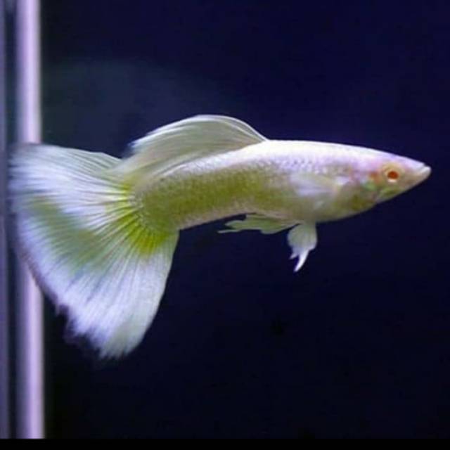 Jual Ikan Hias Guppy Gupy Albino Full Platinum AFP | Shopee Indonesia
