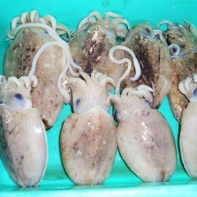 Jual SOTONG BALAKUTAK (400gr) | Shopee Indonesia