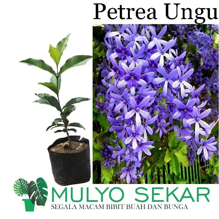 Jual Bunga Merambat Petrea biru - Tanaman Hias Merambat Bunga Petrea ...