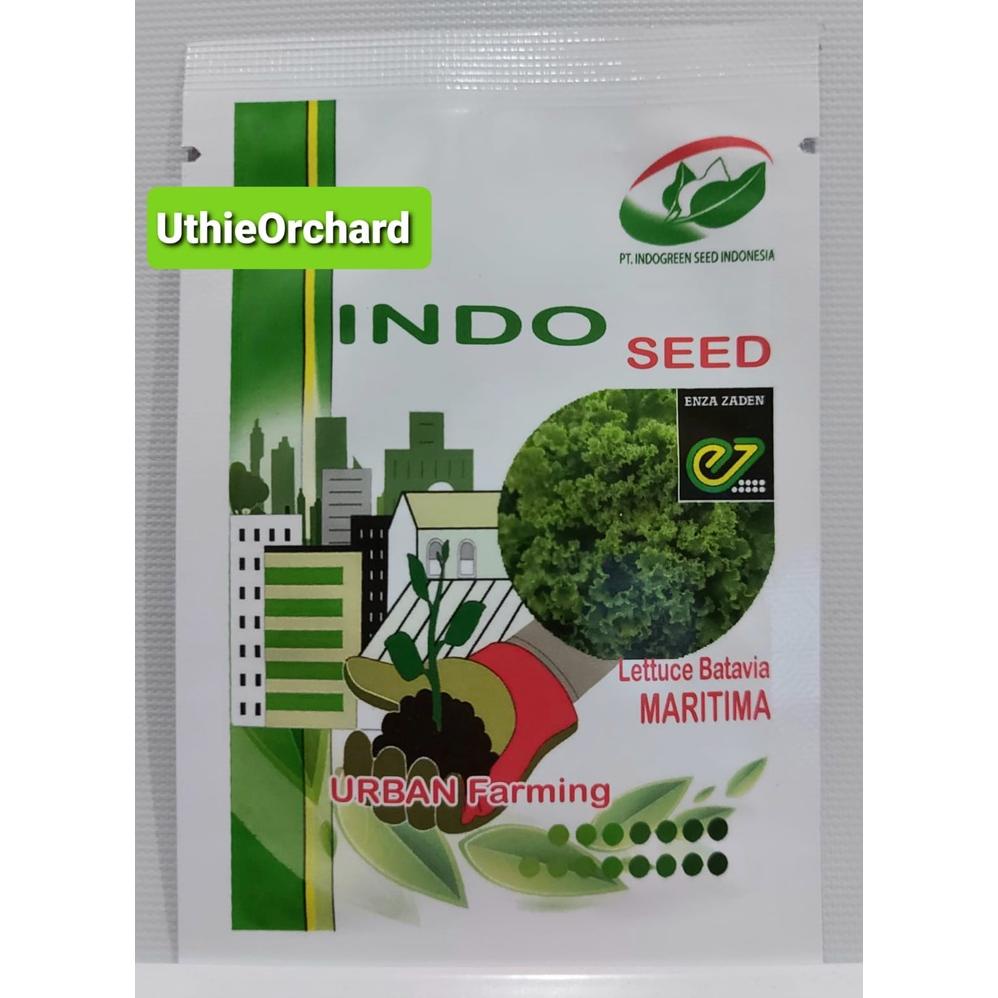 Jual Benih Indo Seed Enza Zaden - Selada Batavia Maritima Kemasan Asli ...