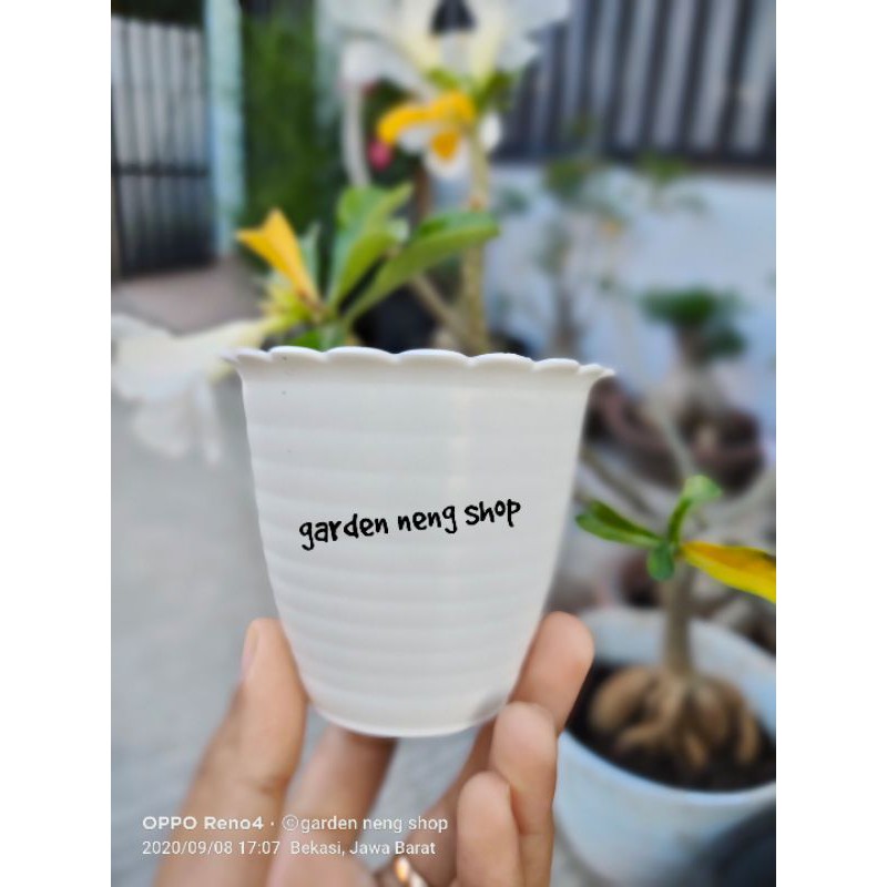 Jual POT NEW TAWON 7 PUTIH7.5 CM POT BUNGA 7,5 HIJAU KUNING UNGU PUTIH ...