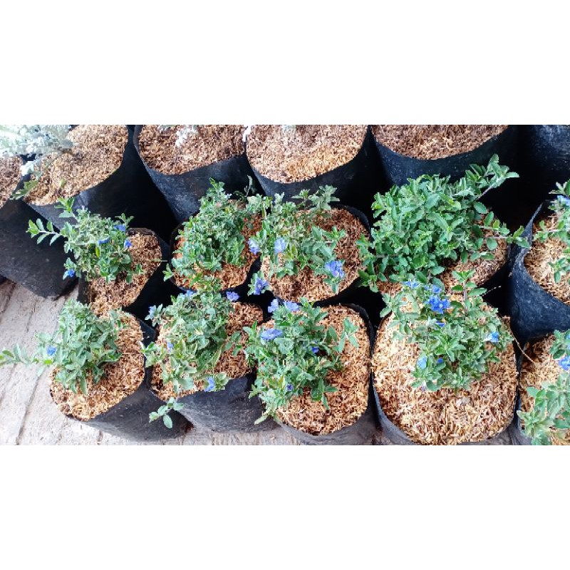 Jual Tanaman hias bunga biru blue eye bisa di gantung-bunga hidup murah ...