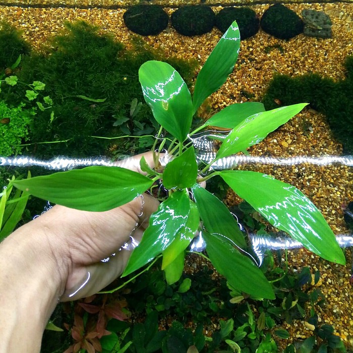 Jual Anubias SP / Anubias Lokal | Shopee Indonesia