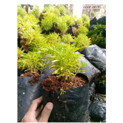 Jual tanaman hias / bunga / kembang / brokoli mini kuning / brokoli ...