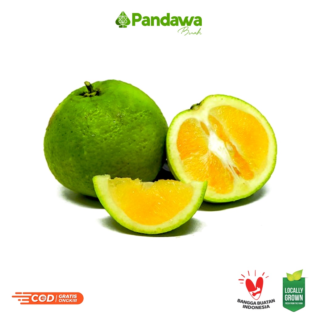 Jual Jeruk Baby Java 1Kg / Jeruk Malang / Jeruk Peras / Oleh-Oleh Khas ...