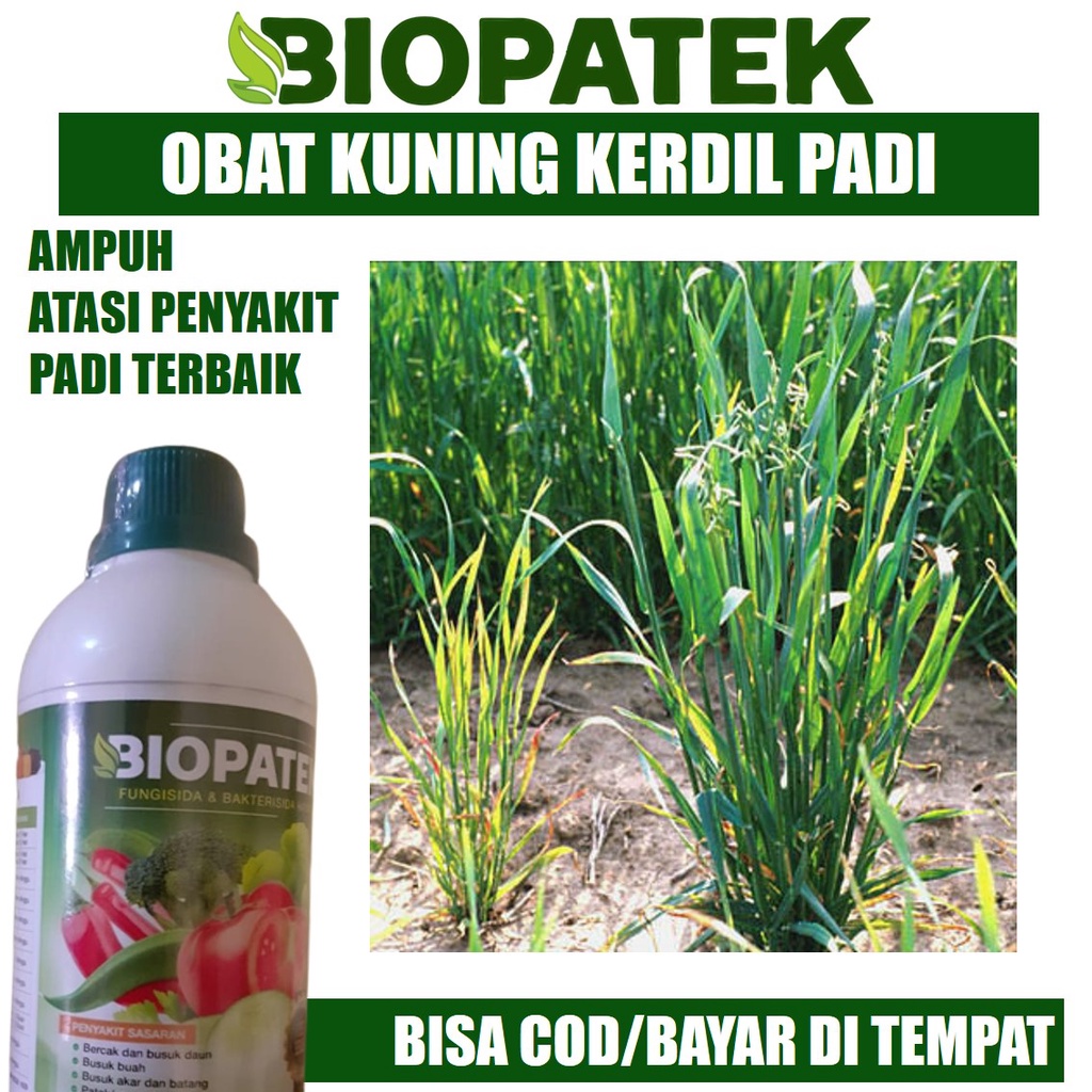 Jual BIOPATEK Fungisida Kerdil Padi Obat Kuning Padi Paling Ampuh ...