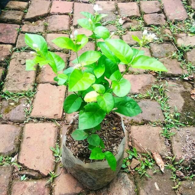 Jual Bibit Tanaman Melati Putih Tanaman Bunga Hias | Shopee Indonesia
