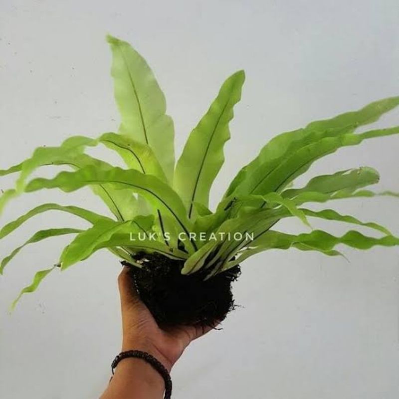 Jual Tanaman Hias Kandaka tempel - Kandaka pohon | Shopee Indonesia