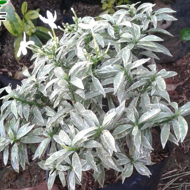 Jual [COD] Tanaman Hias Rombusa Bunga Rombusa Salju Tanaman Rombusa ...