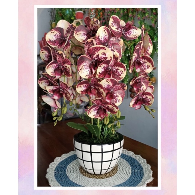 Jual Seedling anggrek dendrobium-bunga anggrek hidup-bunga hidup ...