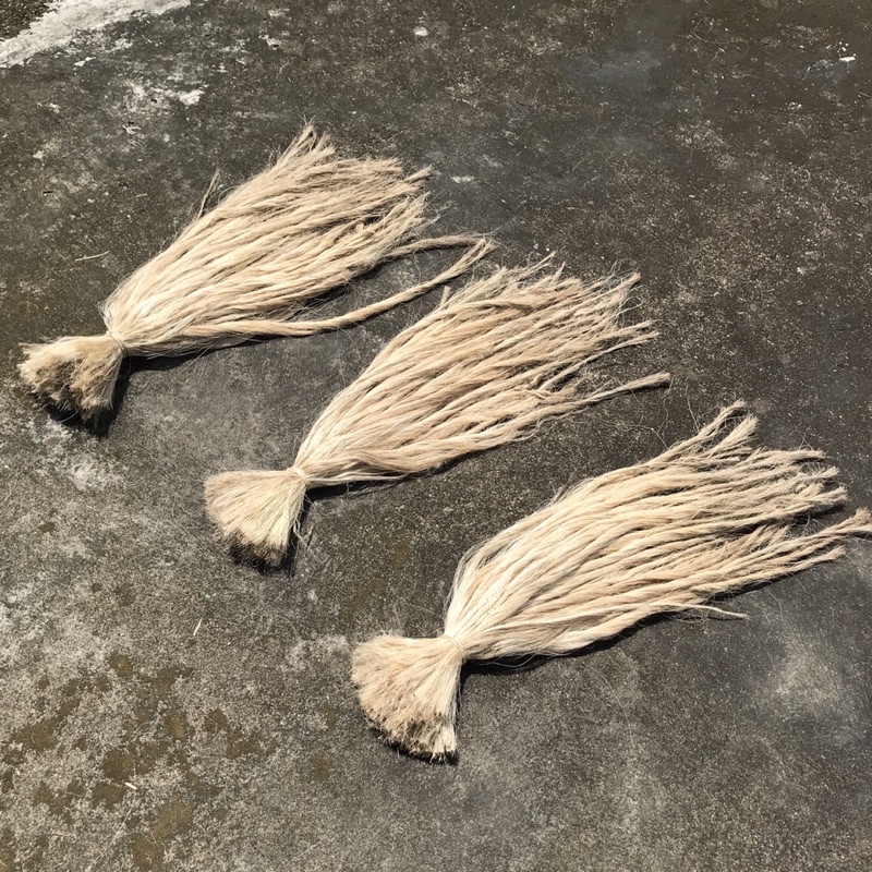 Jual Serat Sisal / Serat Sisalana / Serat Agave Sisalana / Serat Nanas ...