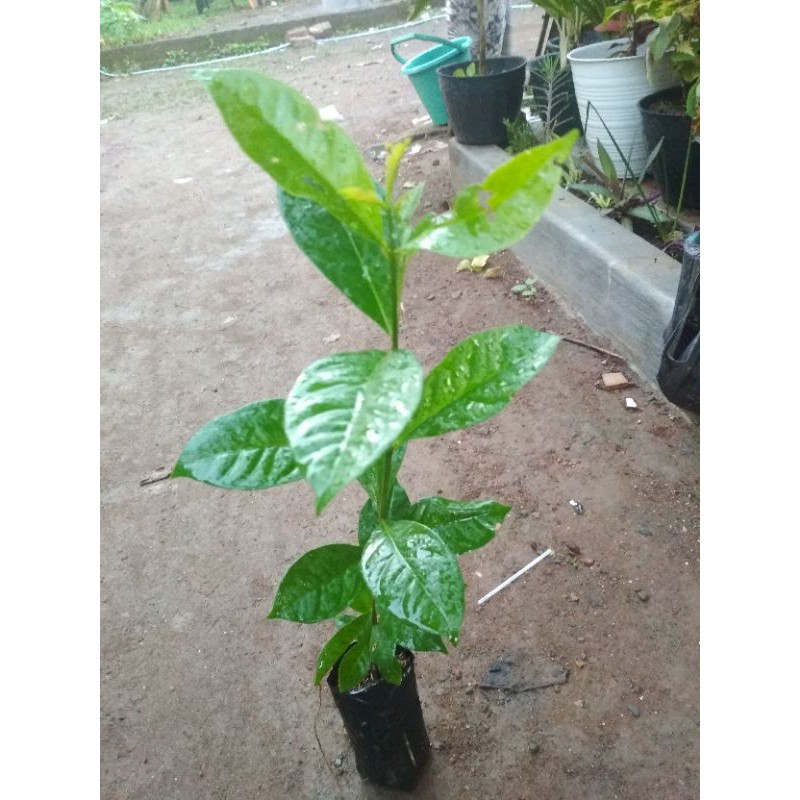 Jual daun salam tanaman obat tradisional darah tinggi daun temurui bay ...