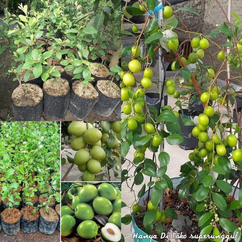 Jual Bibit Apel Futsa Super Manis | Shopee Indonesia