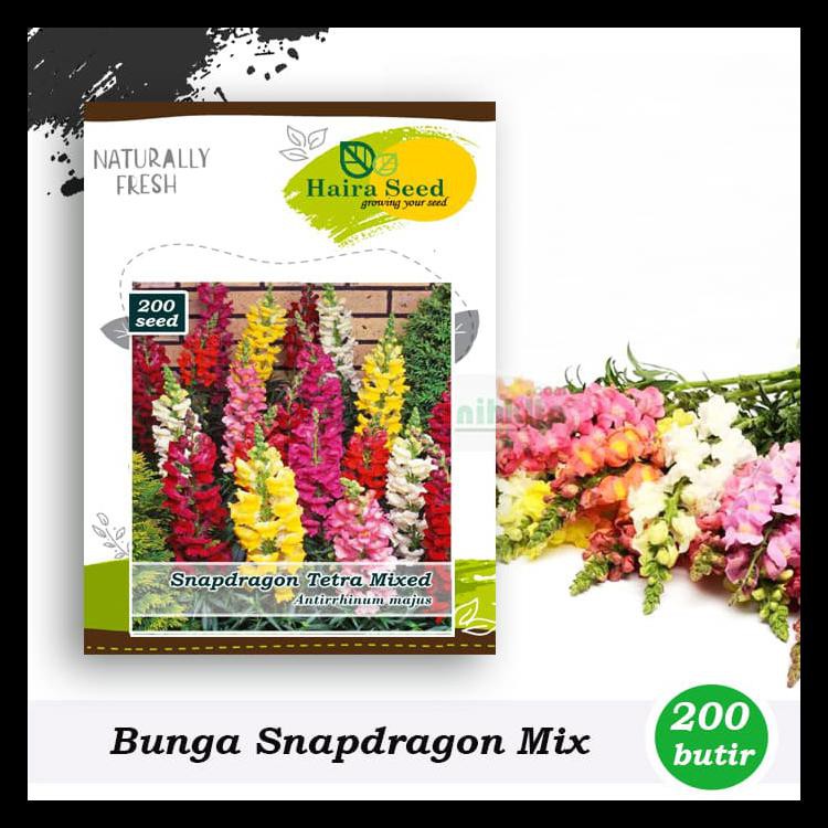 Jual Benih-Bibit Bunga Snapdragon Tetra Mix (Haira Seed) | Shopee Indonesia