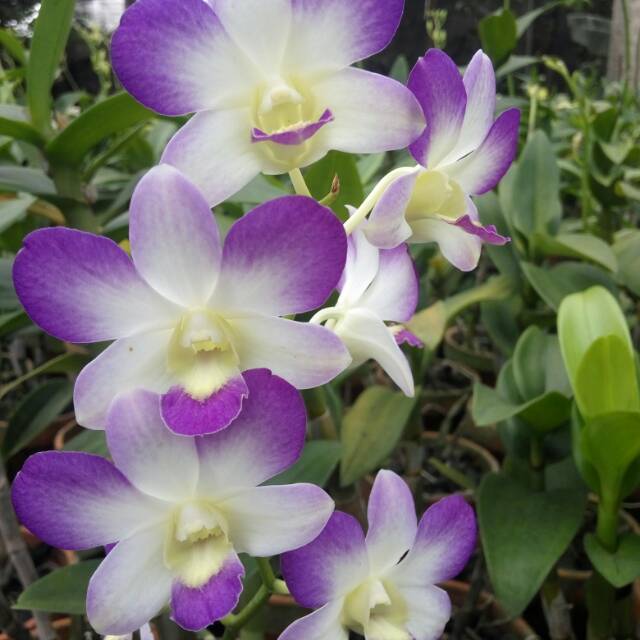 Jual Anggrek dendrobium arindang blue angel | Shopee Indonesia