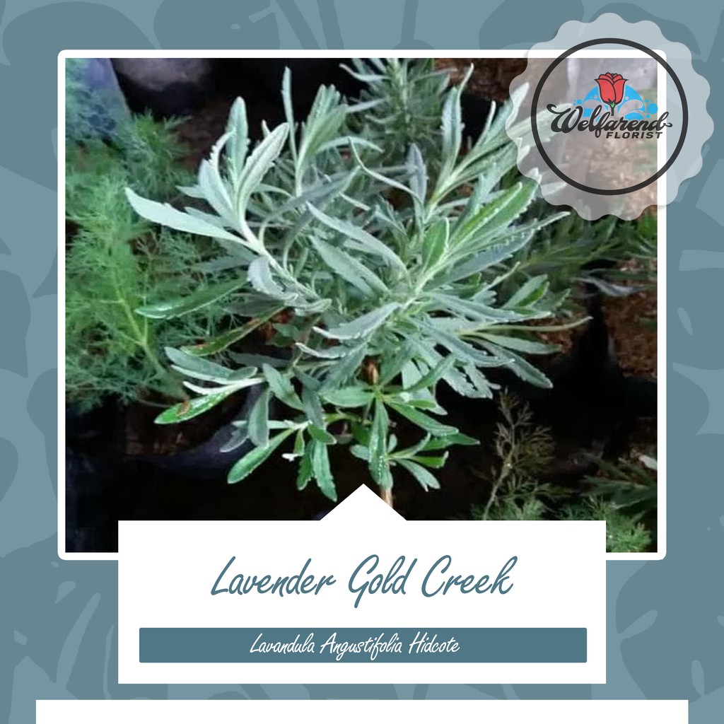 Jual Bibit Tanaman Lavender Gold Creek - Lavandula Angustifolia Hidcote ...