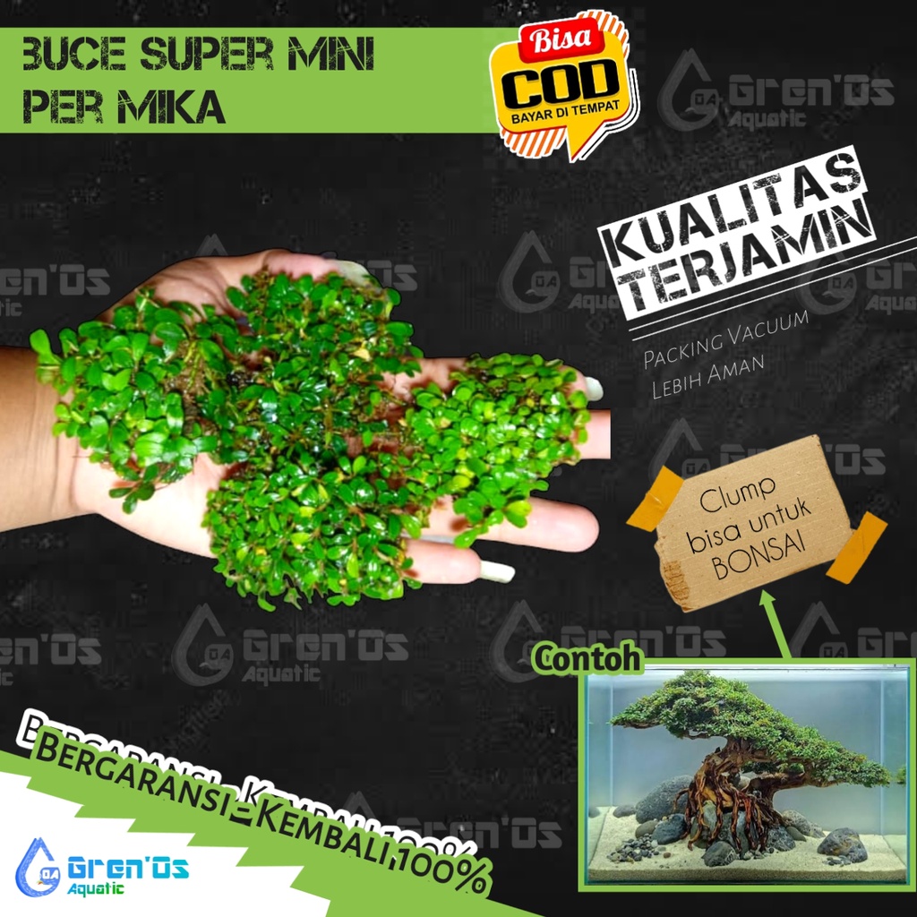 Jual Bucephalandra Sp Super Mini Micro Clump Clum Buce Palandra ...