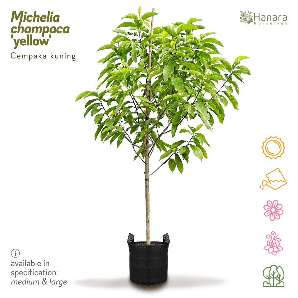 Jual Michelia champaca ''yellow'' - Cempaka kuning - pohon instan ...