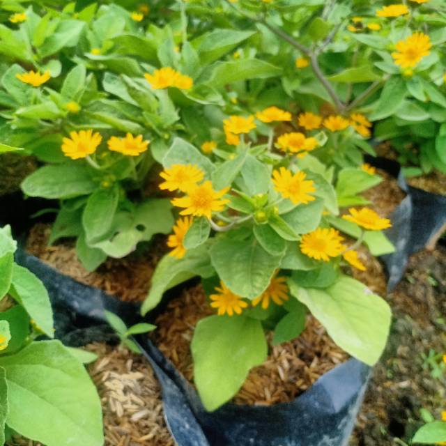 Jual tanaman hias bunga seribu bintang/matahari kecil | Shopee Indonesia