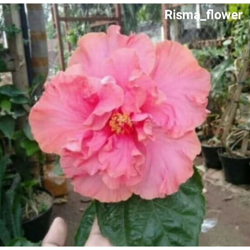 Jual POHON KEMBANG SEPATU TUMPUK BUNGA PINK / TANAMAN HIAS | Shopee ...