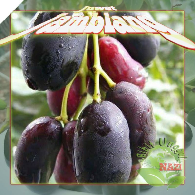 Jual Bibit buah JAMBLANG/JUWET hitam bisa tanam dalam pot TABULAMPOT ...