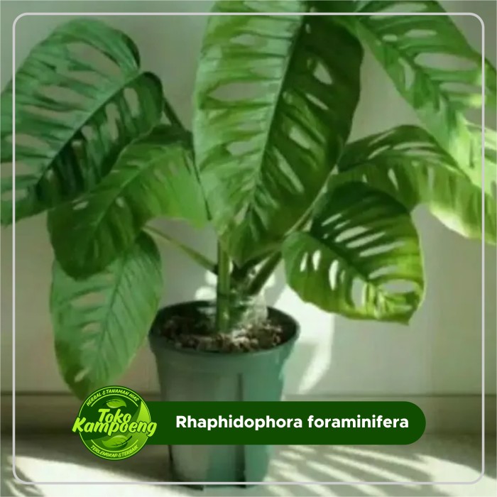 Jual Bibit tanaman hias monstera duda bolong Rhaphidophora foraminifera ...