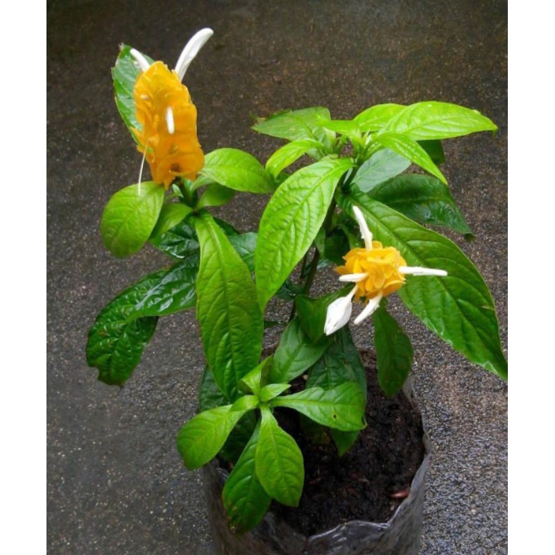 Jual [BISA COD] tanaman hias lolipop - tanaman bunga lolipop ...