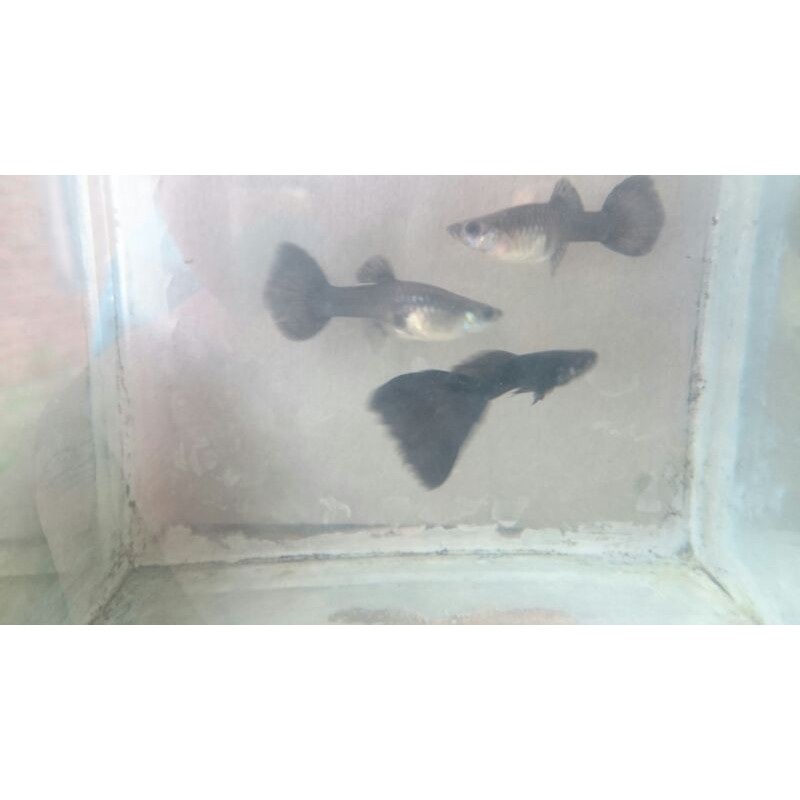 Jual ikan guppy black moscow | Shopee Indonesia