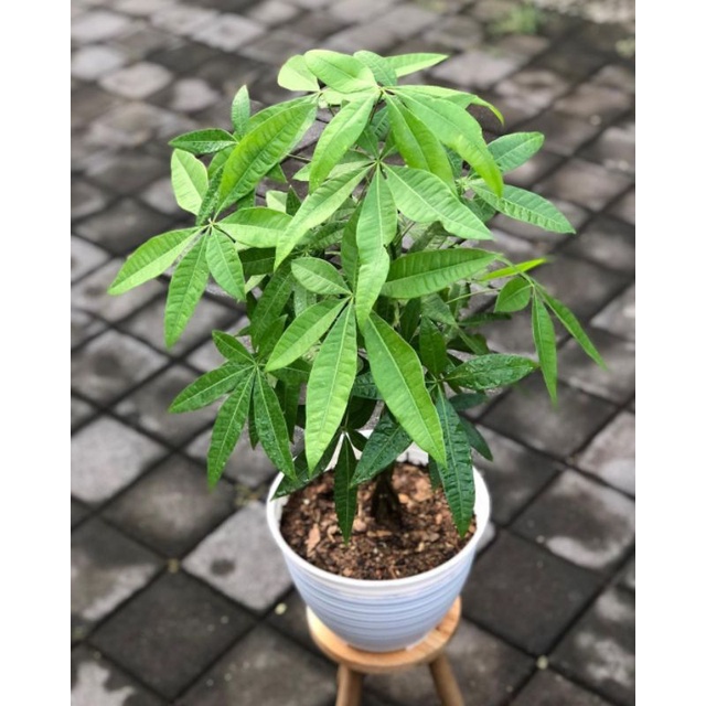 Jual Tanaman hias pachira kepang / Tanaman hias money tree / Tanaman ...