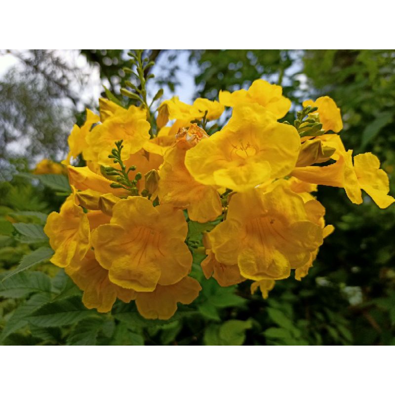 Jual Bibit Bunga Stecoma Kuning / Tanaman Hias Terompet Kuning | Shopee ...