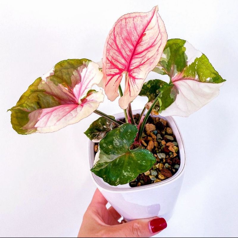 Jual TANAMAN HIAS BUNGA SYNGONIUM STRAWBERRY ICE GALAXY/ TANAMAN HIAS ...