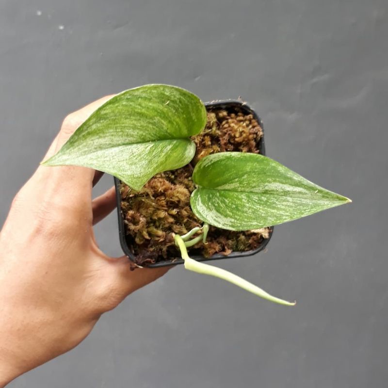 Jual Scindapsus Treubii Moonlight Variegata/Varigata I (Tanaman Hias ...
