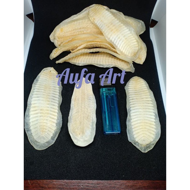 Jual Ikan Tempel Asli Iwak Tempel Kering Putih | Shopee Indonesia