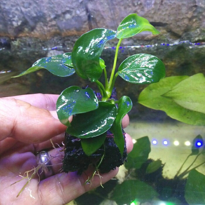 Jual Anubias Long Wavy | Shopee Indonesia