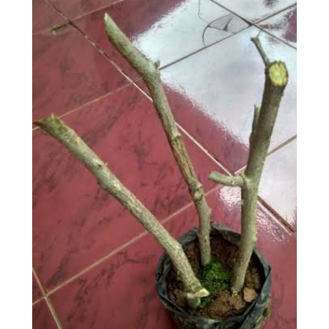 Jual bibit stek pohon takokak | Shopee Indonesia