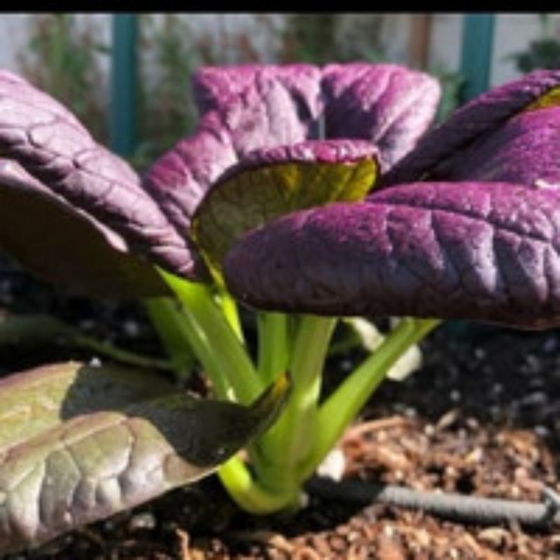 Jual 50 biji - Benih Sawi Pakchoy Merah Red Pakchoy merah Pakcoy Cakcoy ...