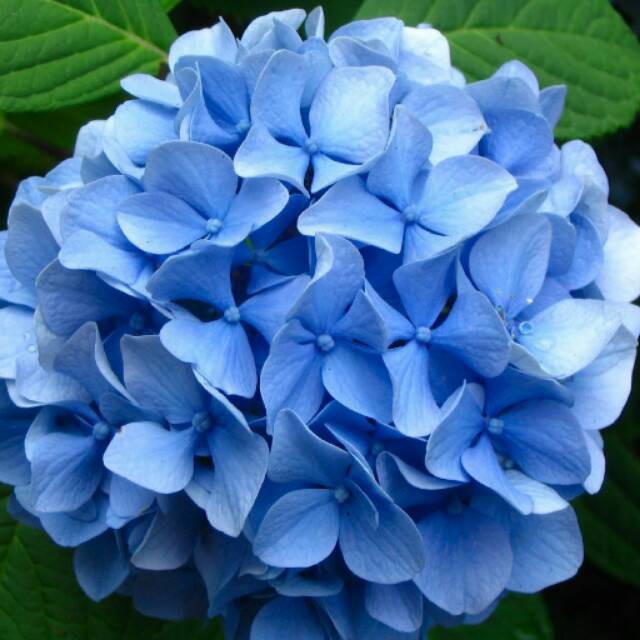 Jual Benih/Biji Bunga Hydrangea Biru / Blue Hydrangea Import Unggulan ...