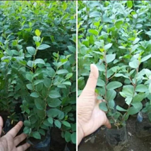 Jual Bibit bidara sird Arab tanaman herbal (WISATA FLORA) | Shopee ...