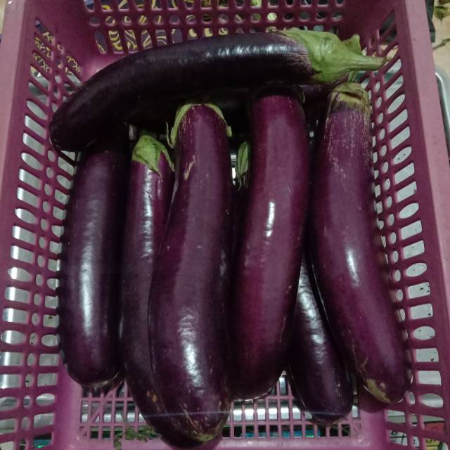 Jual Terong ungu | Shopee Indonesia