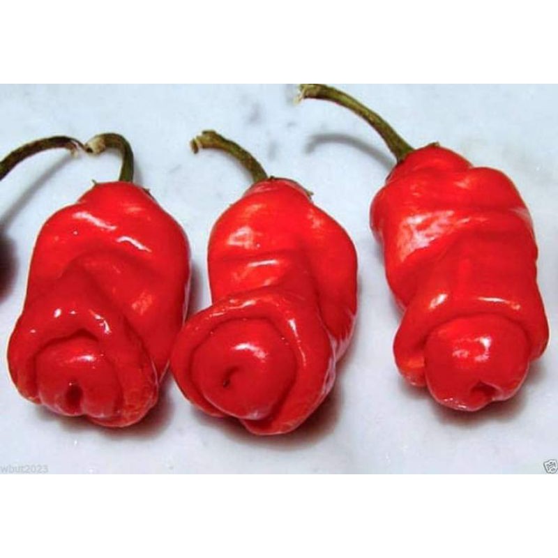 Jual Seed Cabai Red Petter | Shopee Indonesia