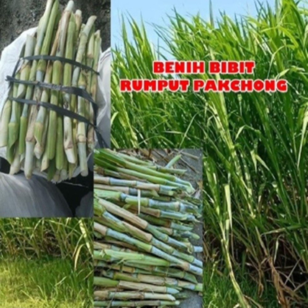 Jual Benih Bibit 1 KG Tanaman Rumput Napier Pakcong Pakchong | Shopee ...