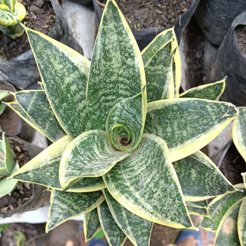 Jual SANSIVERA MARGINATA | Shopee Indonesia