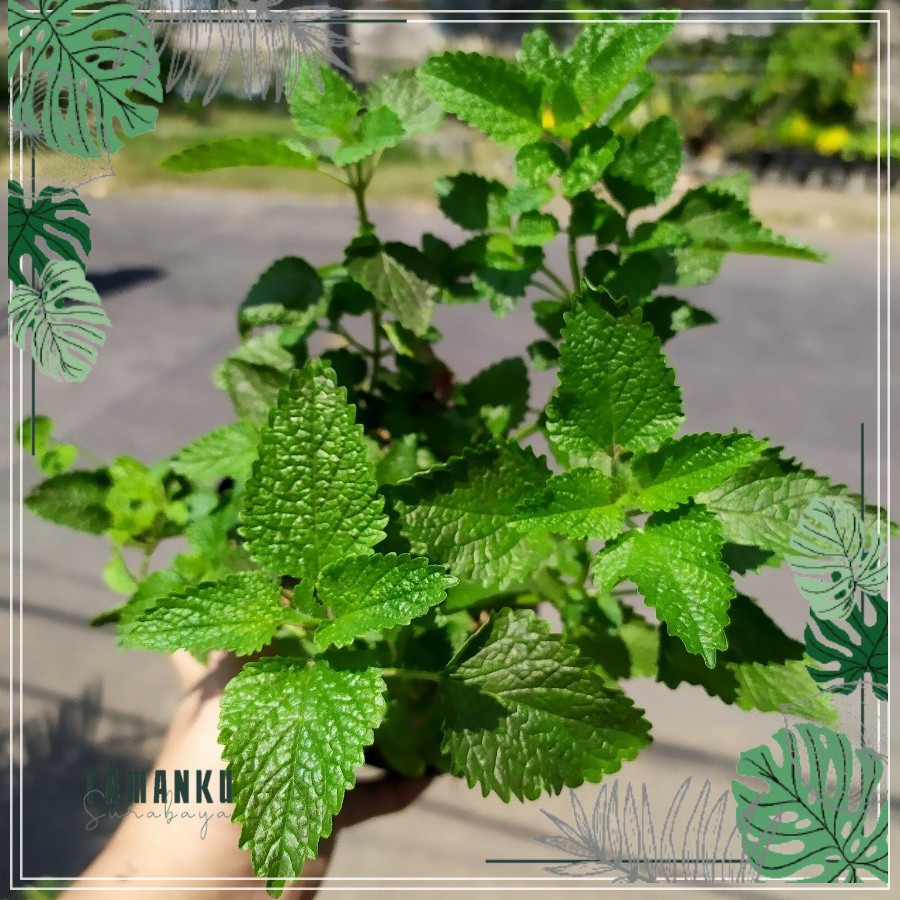 Jual Tanaman Daun Mint / Lemon Mint / Lemon Mint Tanaman Herbal ...
