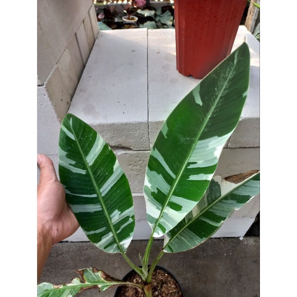 Jual tanaman Hias Bunga Pisang emas Variegata musaea varigata pisang ...