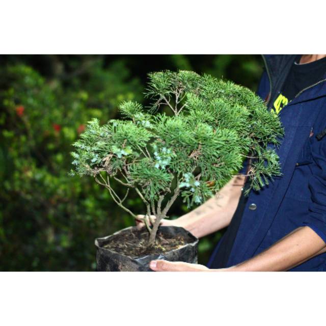 Jual BIBIT CEMARA PAPUA BAHAN BONSAI | Shopee Indonesia