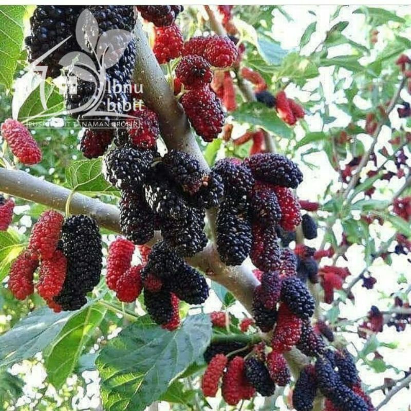Jual Obral bibit tanaman buah mulberry/pohon murberry/murbey/murbei ...